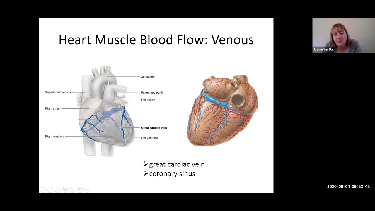 heart 3 cardiac circulation and innervation lecture (11 min) - YouTube
