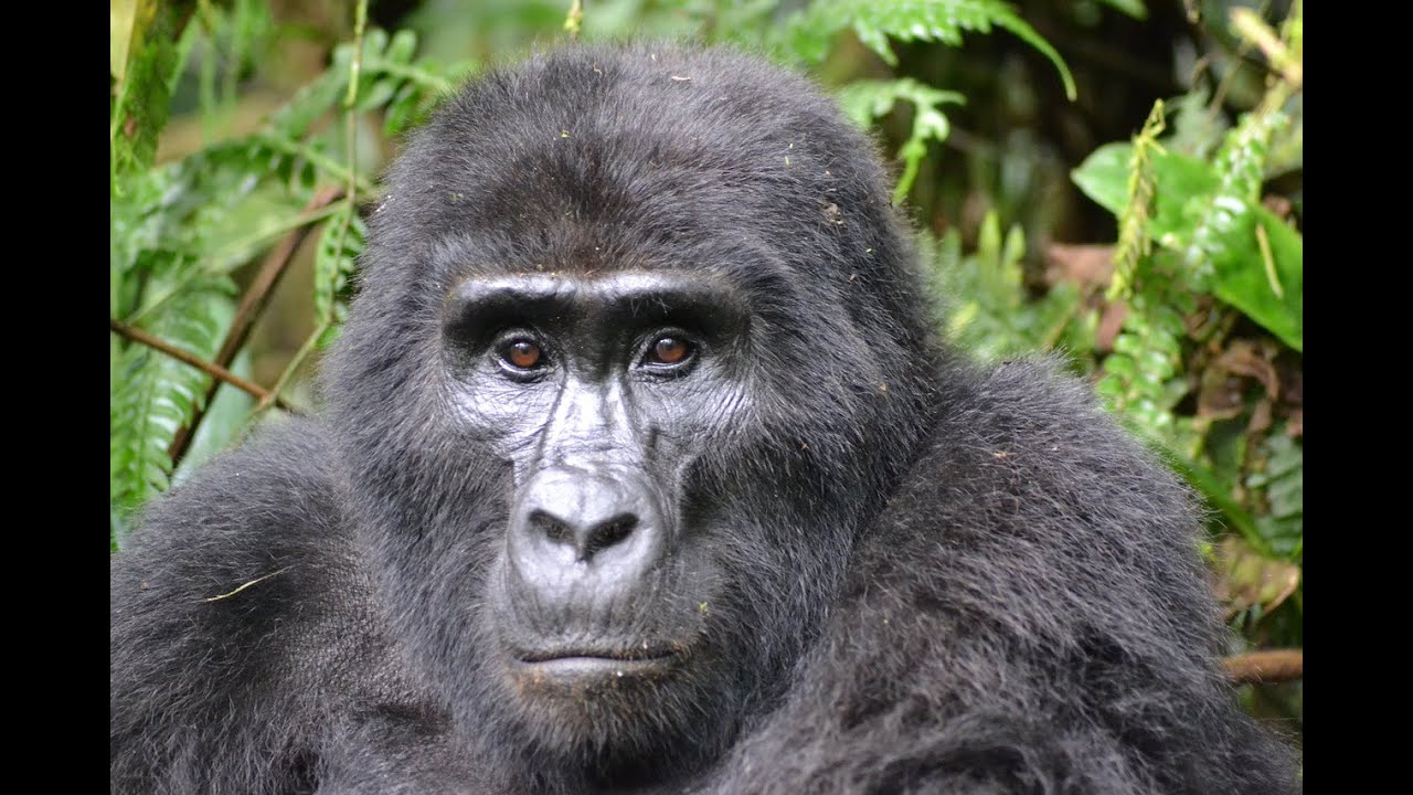 Gorilla Rap Video 🦍 - YouTube