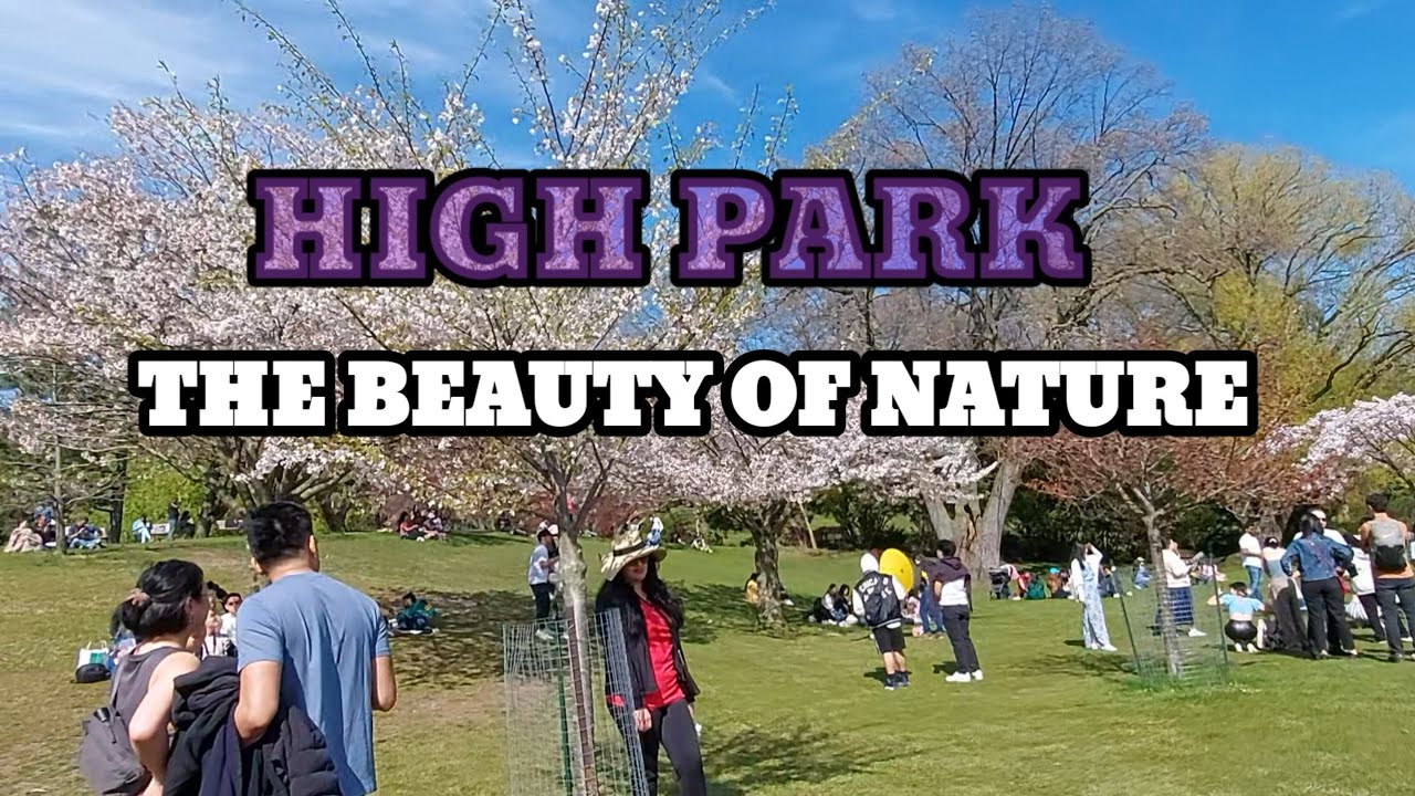 High Park The Beauty of Nature #High Park#Cherry Blossoms #Sakura Tree ...
