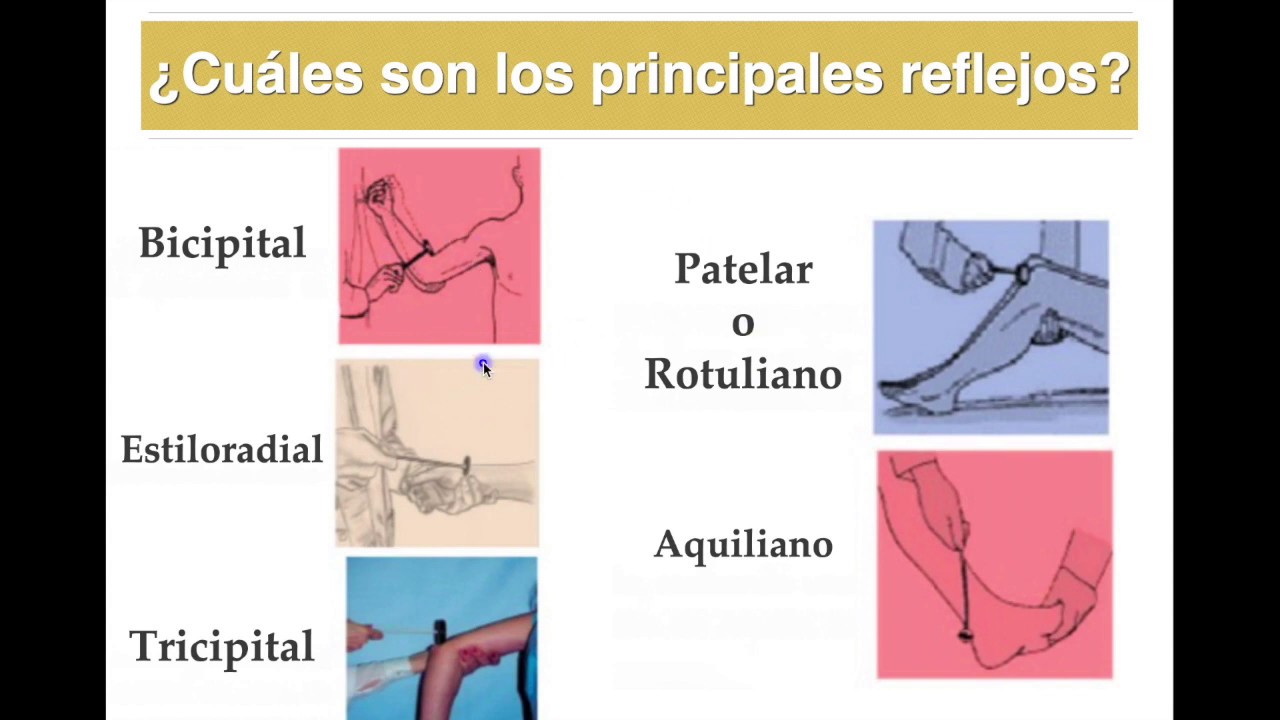 Generalidades de los reflejos - Parte teórica. Semillero Camino a las ...