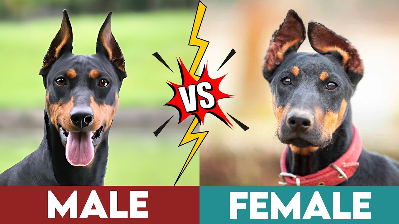 5 Differences Between Male vs Female Doberman Pinscher - YouTube