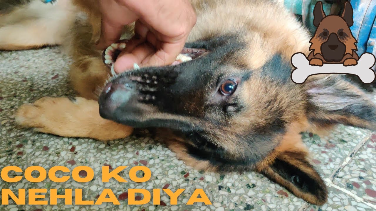 Coco ko nehla diya 🤣 - YouTube