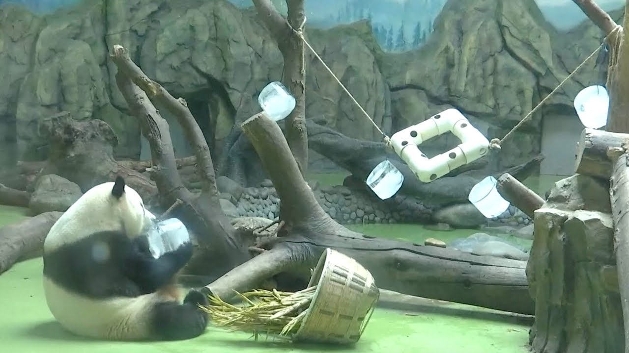 Giant pandas ‘forge alliance’ with ice cubes to fight off summer heat ...