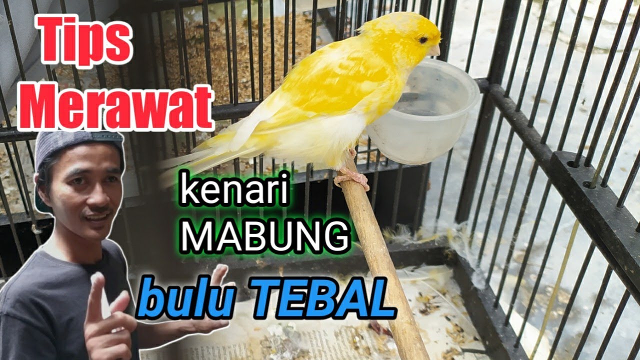 merawat kenari mabung (bulu TEBAL agar cpt gacoooorr) - YouTube