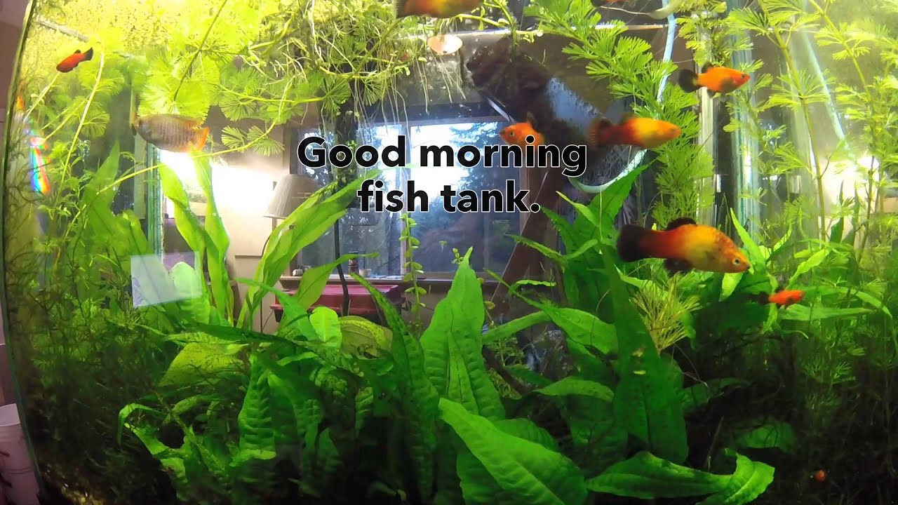 Good morning fish tank - YouTube