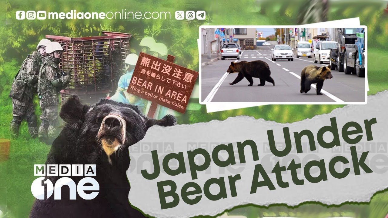 Surging Bear Attacks Force Japan To Deploy Military - YouTube