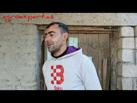 Boz kərə qoyunları haqqında