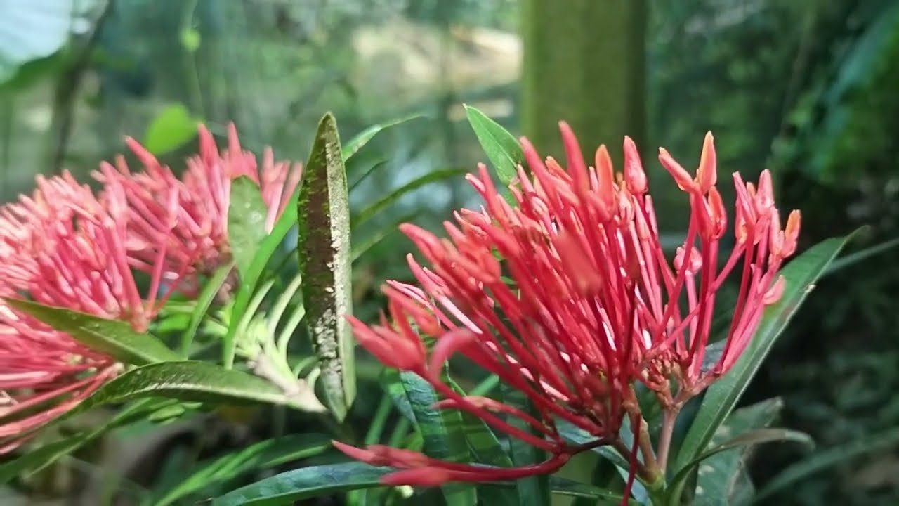 การตอนมะละกอ โดยไม่ใช้ดิน ไม่ใช้แกลบ ไม่ใช้ขุยมะพร้าว ใช้แค่น้ำเปล่า Crop cultivation method ...
