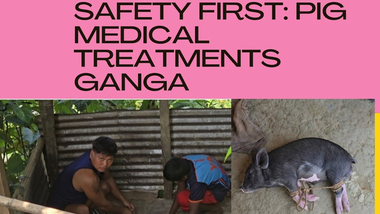 Pig medical treatments - YouTube