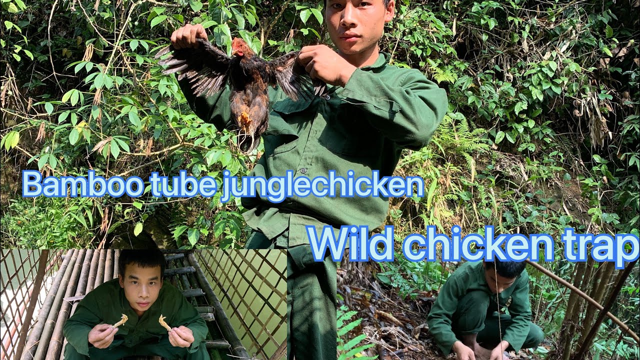 wild chicken trap.chicken dish cooked in bamboo tubes.life on bamboo ...