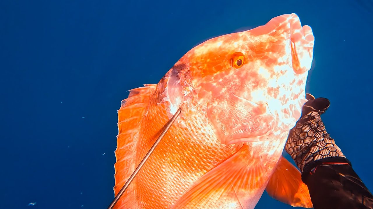 Spearfishing Red Emperor On The Great Barrier Reef Of Australia - YouTube