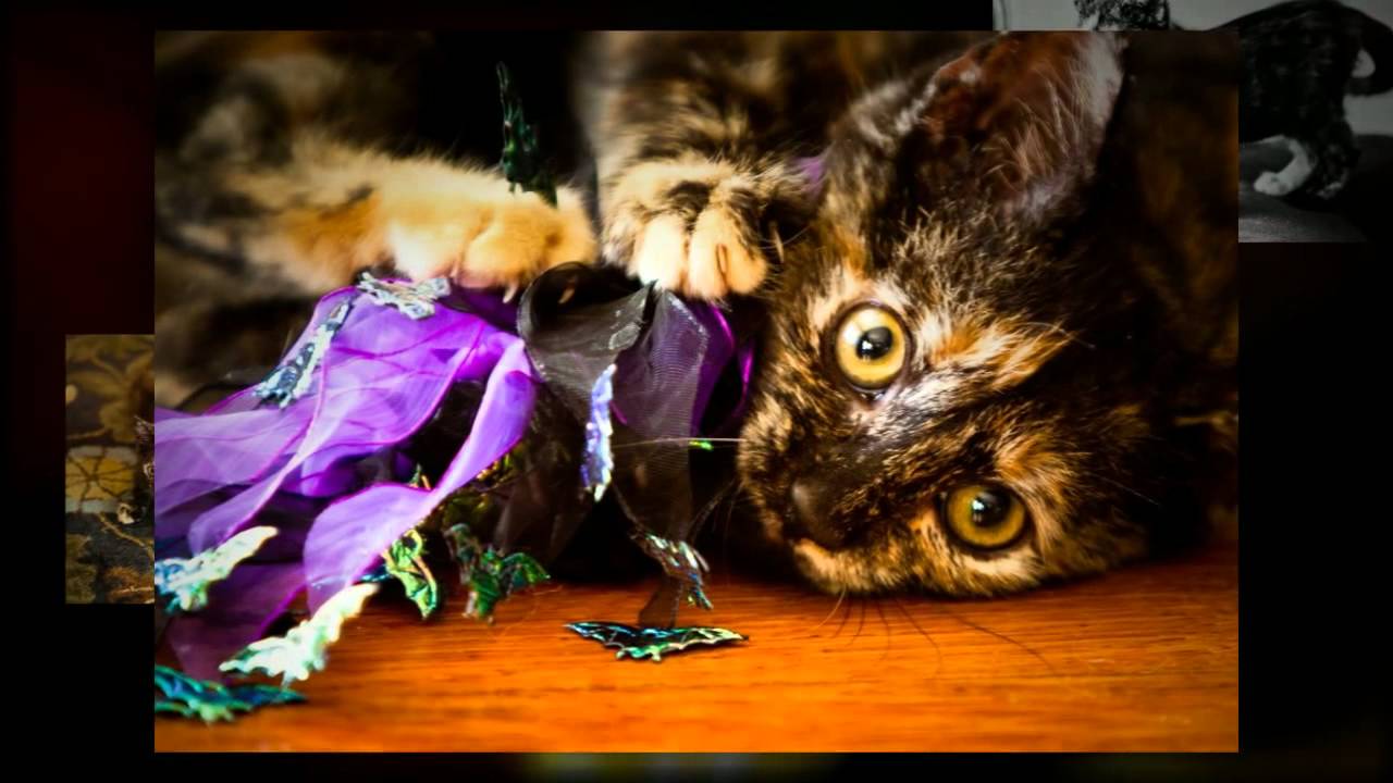 Penny Kitty - YouTube