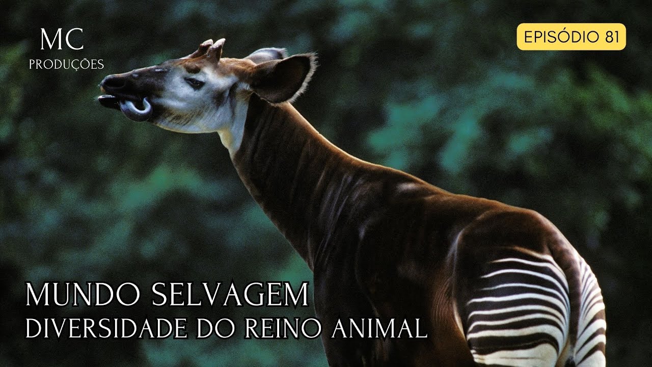 MUNDO SELVAGEM - DIVERSIDADE DO REINO ANIMAL - YouTube