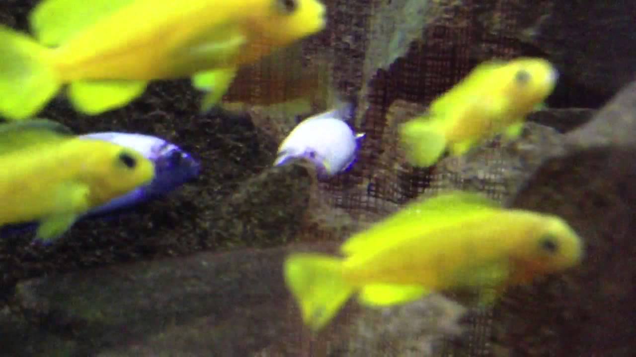 Pseudotropheus Polit Fighting - YouTube