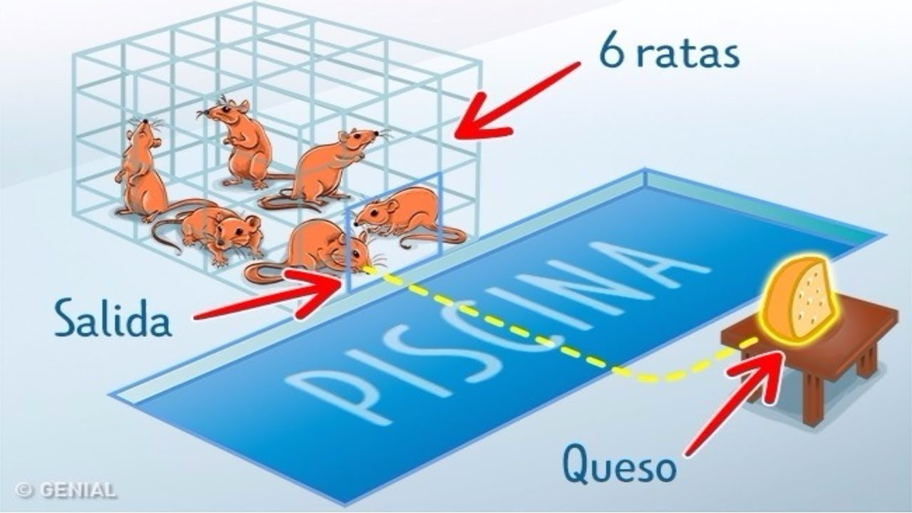 Este sorprendente experimento con ratas demostró cómo se comporta la ...