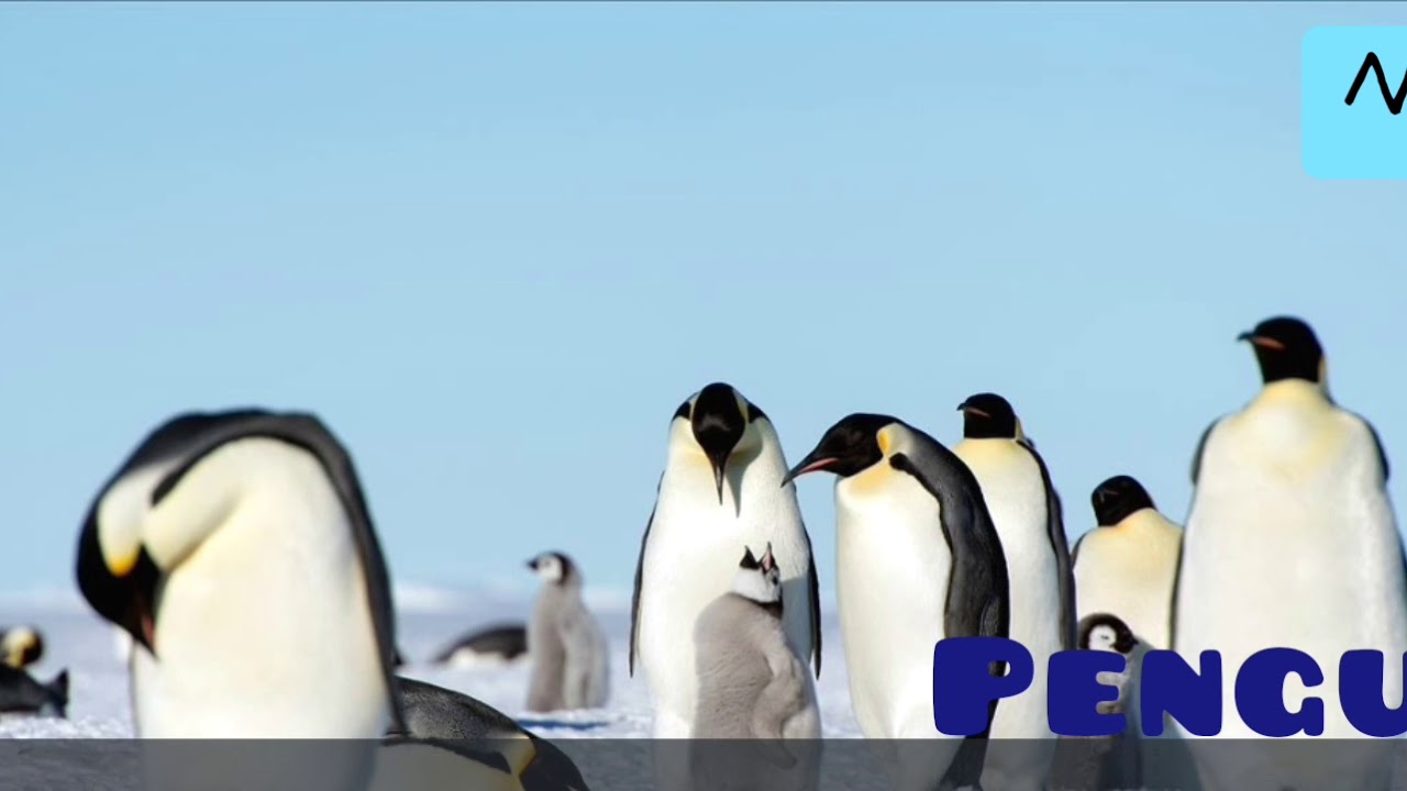 penguins - YouTube