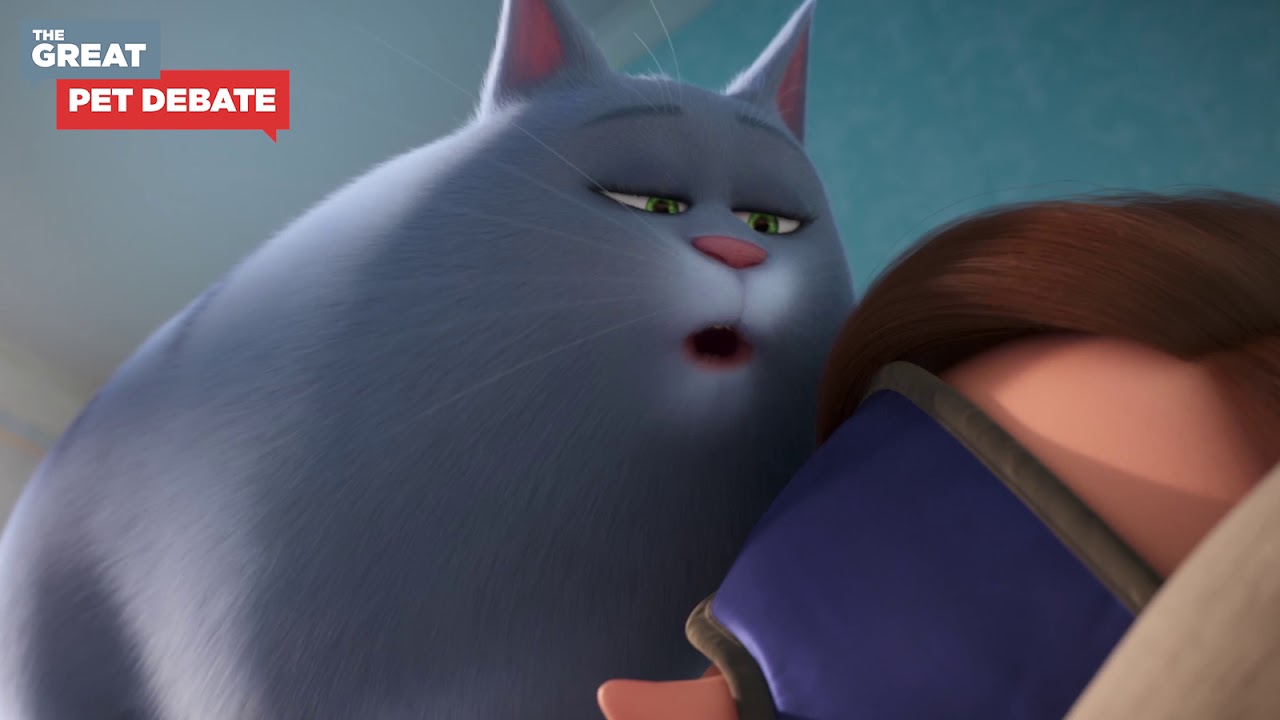 Are you Team Dog or Team Cat? Vote Now! - YouTube