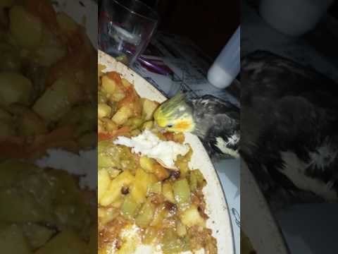 İnsan gibi yemek yiyen sultan papağan dursun atıcı nın video ları