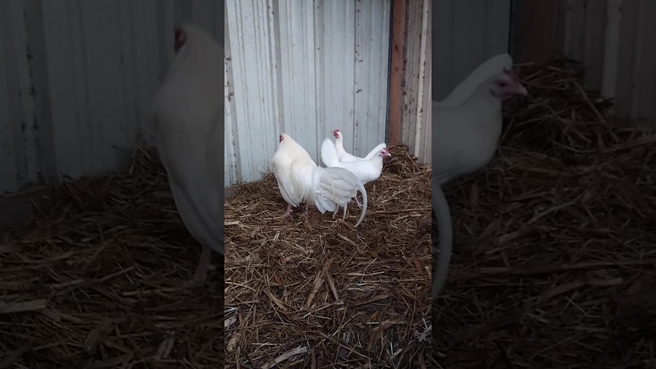White Clarets. MH gamefowl - YouTube