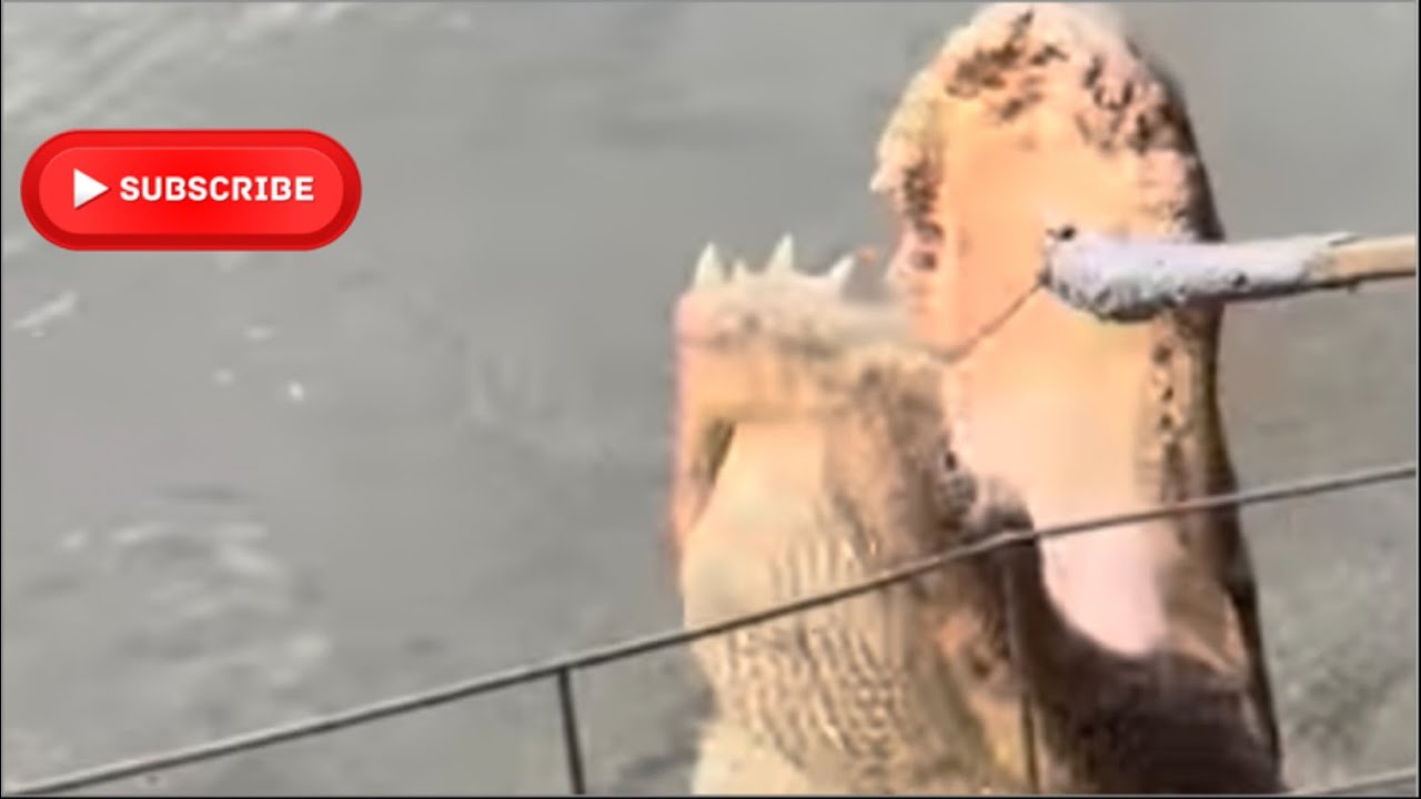 Alligator eats a dog. Hotdog - YouTube