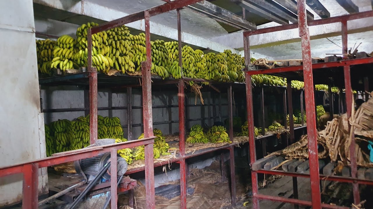 Cold storage of Banana | how banana ripe in store | daily fruits update ...