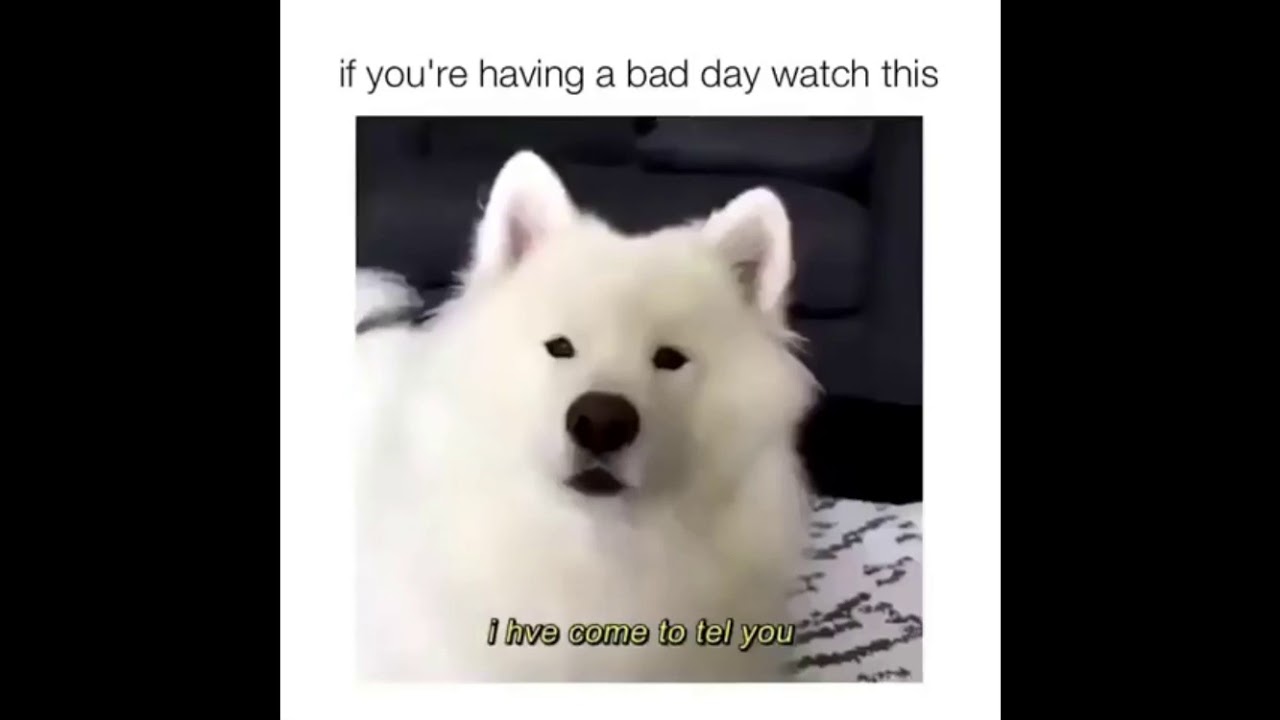 White doggo - YouTube