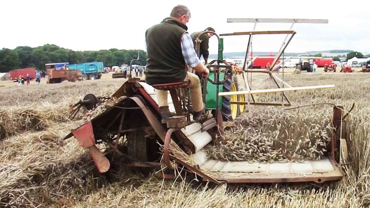 Harvesting wheat by binder - YouTube