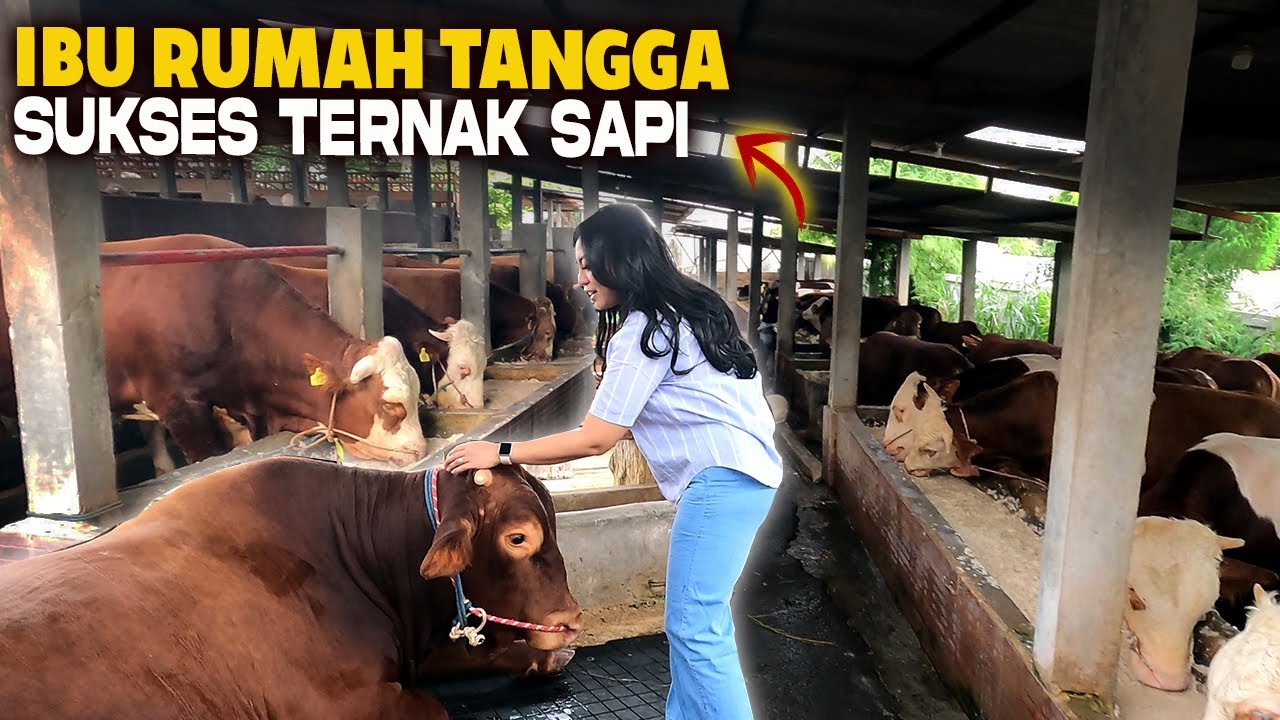 Berawal Dari 3 Ekor Sapi Ibu Rumah Tangga Sukses Ternak Ratusan Sapi ...