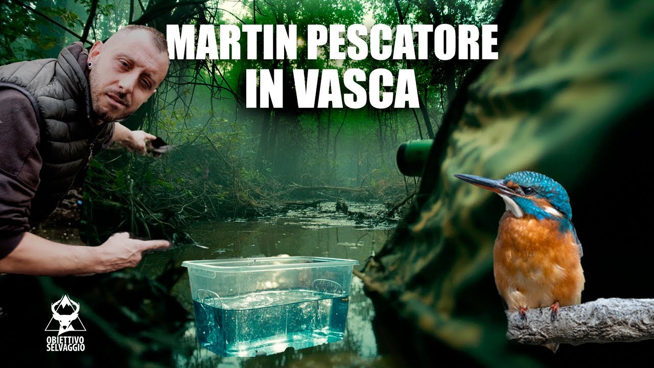 FOTOGRAFARE IL MARTIN PESCATORE IN VOLO - Documentario - YouTube