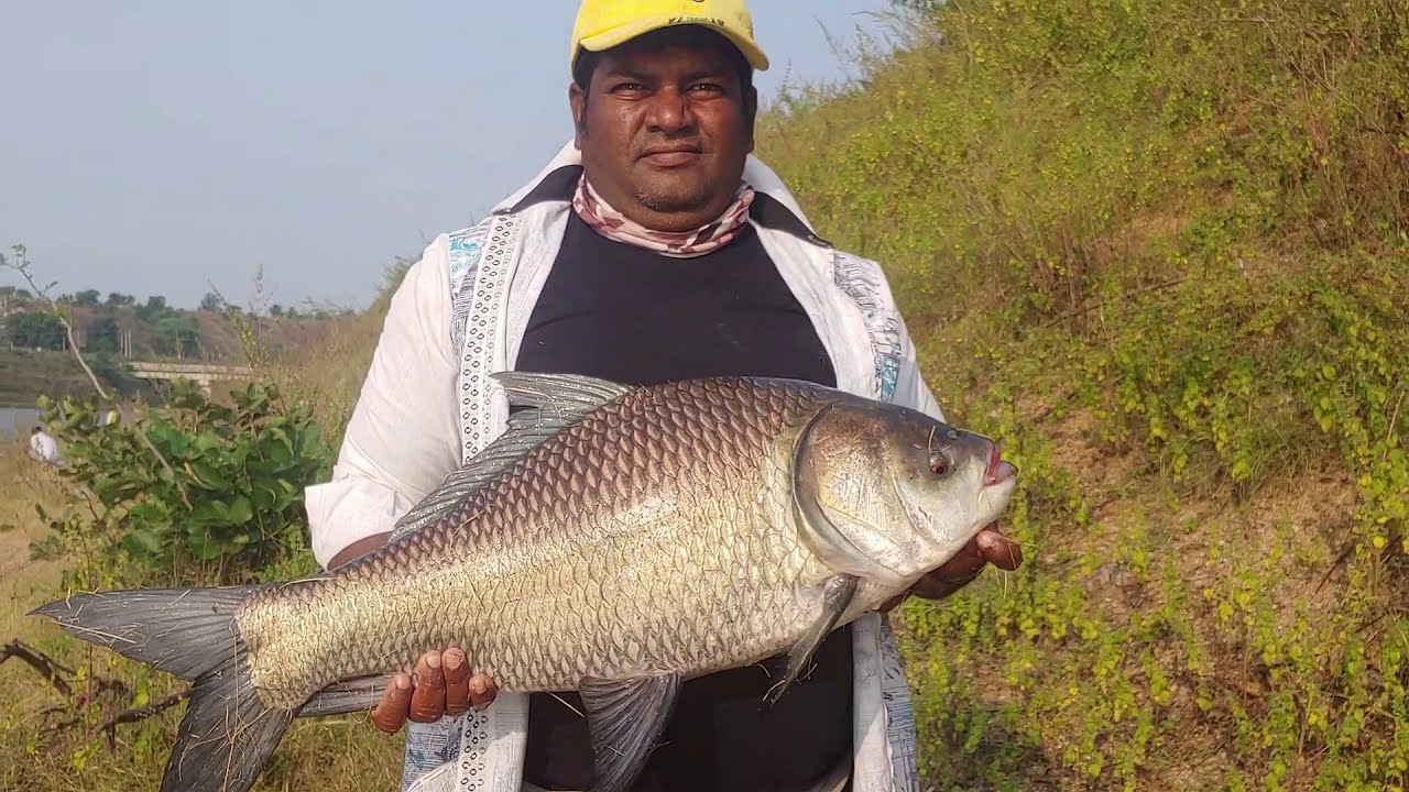 Amazing big katla fish catch 🎣 | bocha fish | Singhshikaar ...
