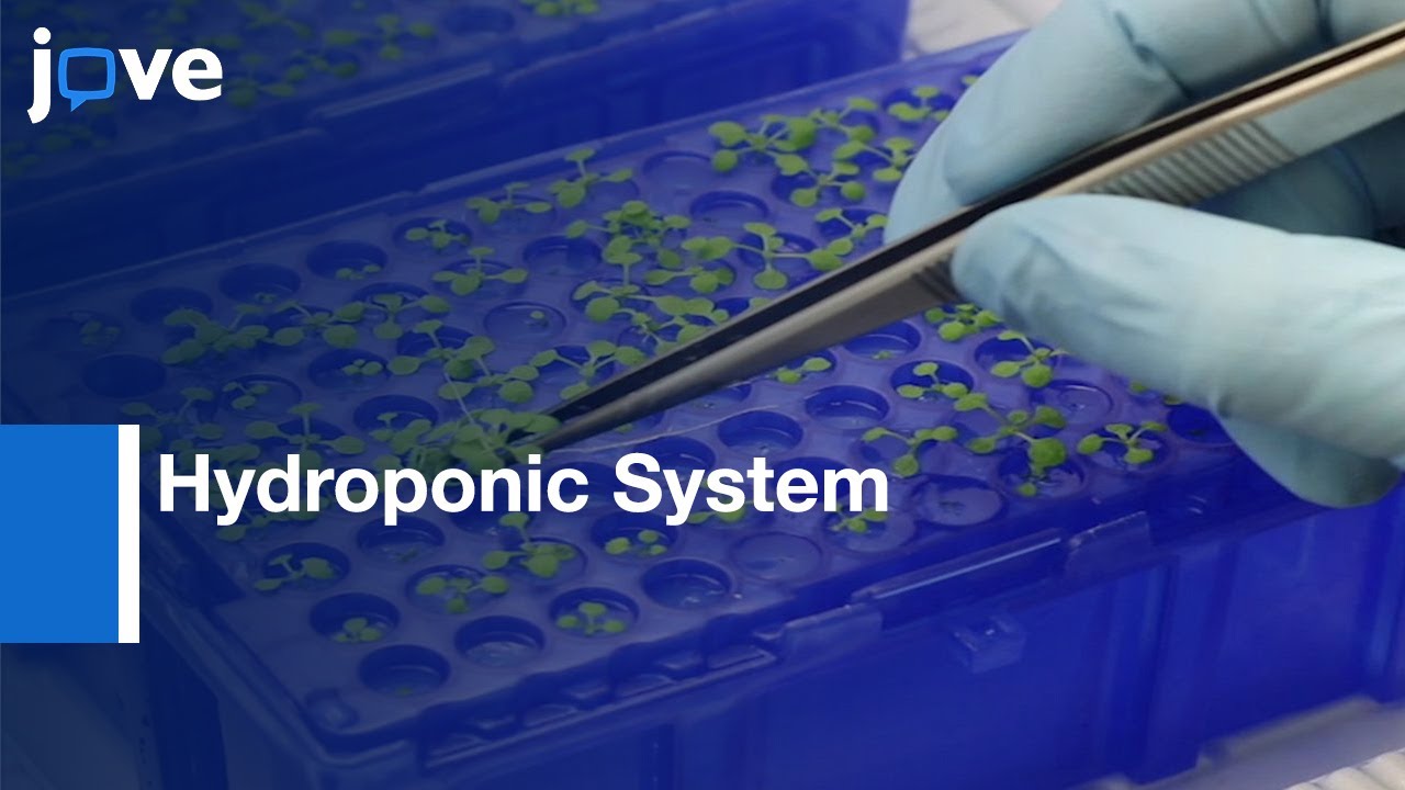 Plant Responses to Small Molecules Assessment by Hydroponic System ...
