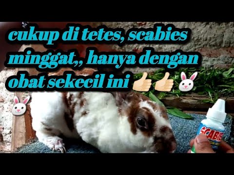 cara mengobati scabies/gudik pada kelinci ( @umah kelinci salem ) - YouTube