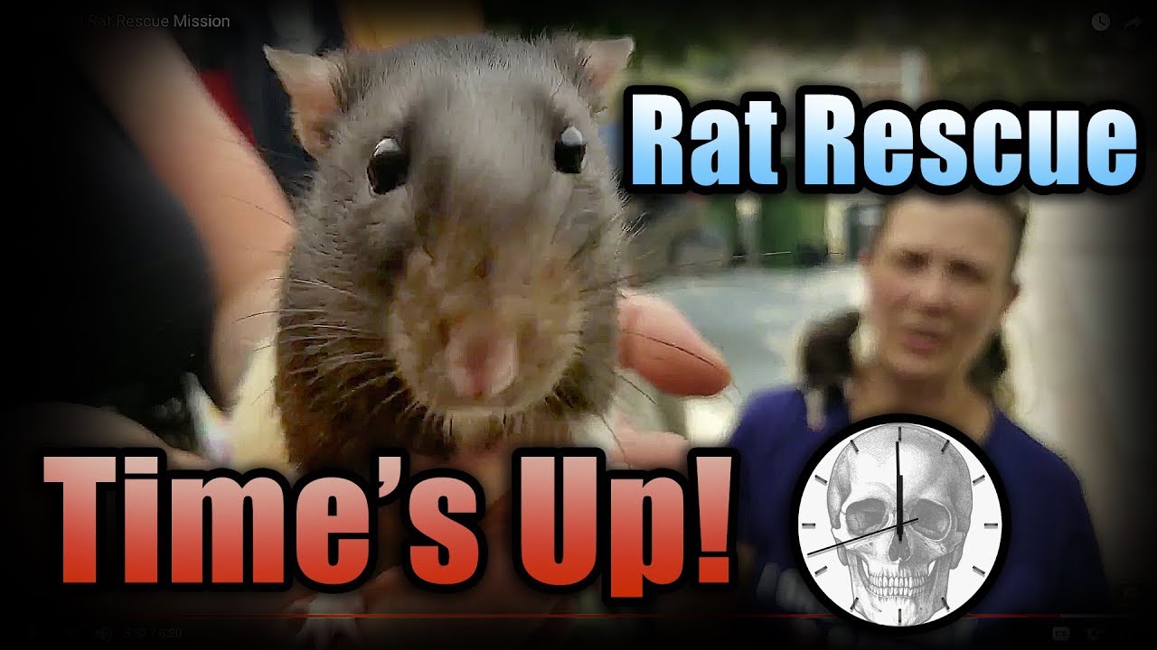 Times Up! Emergency Rat Rescue - YouTube