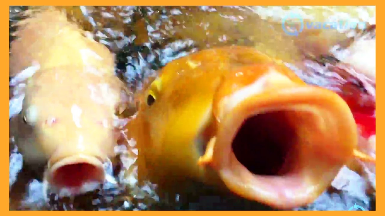 Cute, funny and very hungry KOI fishes with big mouths - YouTube