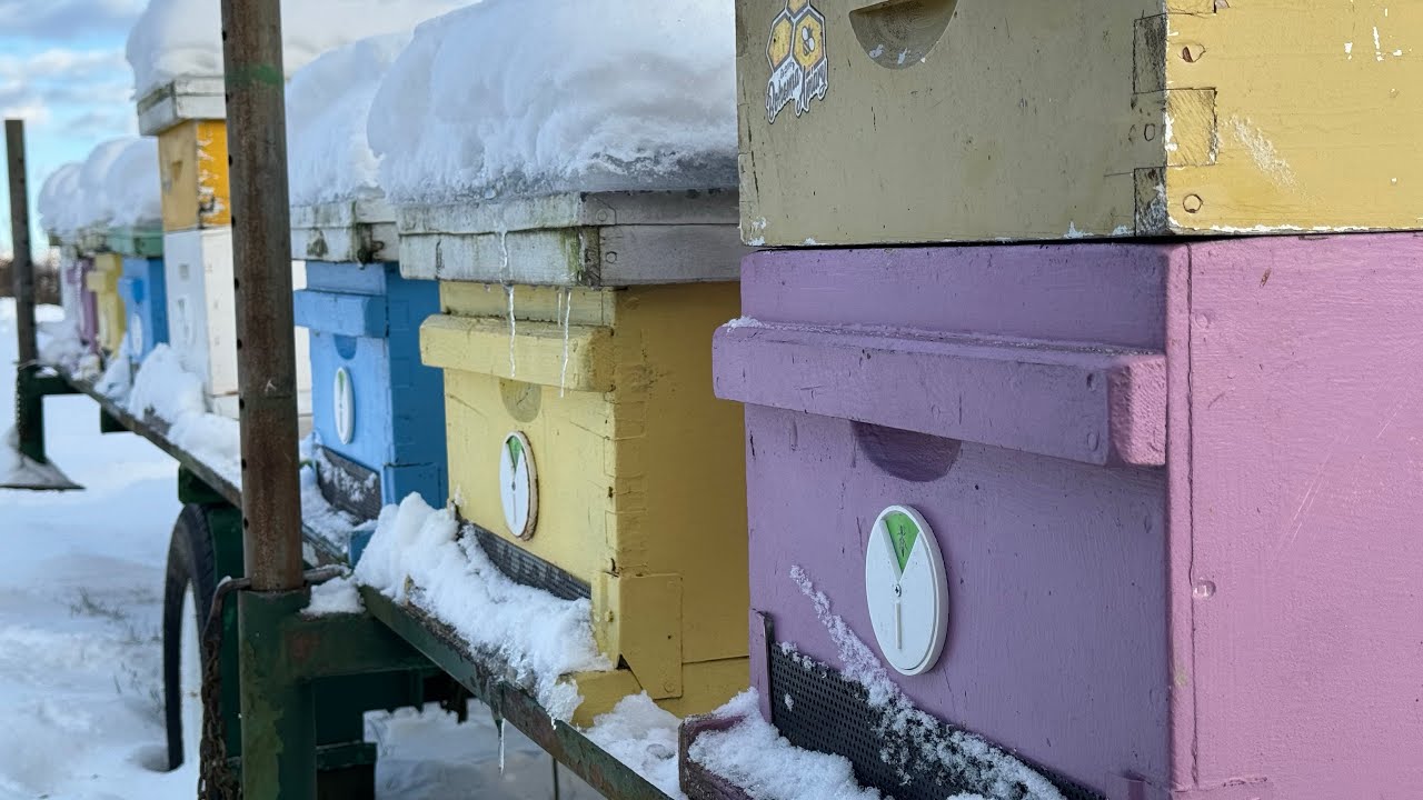 Bees survive winter snow storm | winter beekeeping - YouTube