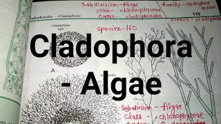 Cladophora Diagram