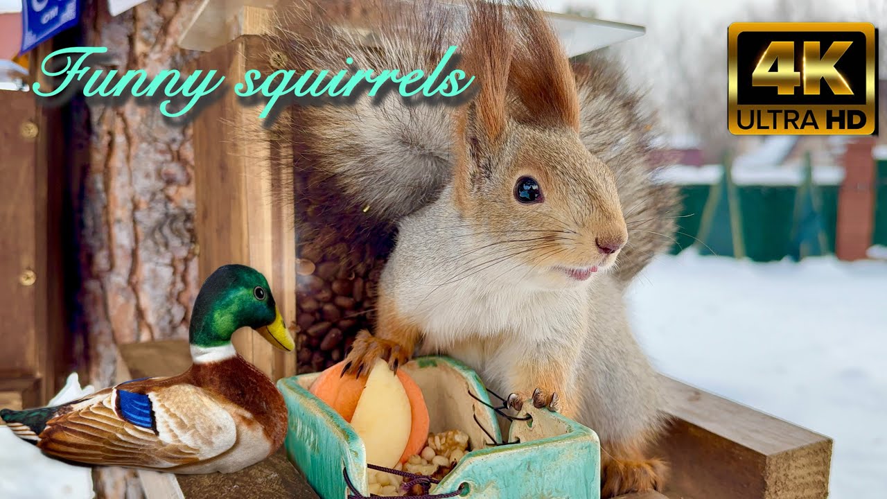 Friendly Siberian Squirrels: Lovers of Shelled Pine Nuts and Cones! - YouTube
