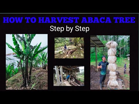 How to Harvest Abaca Tree - YouTube