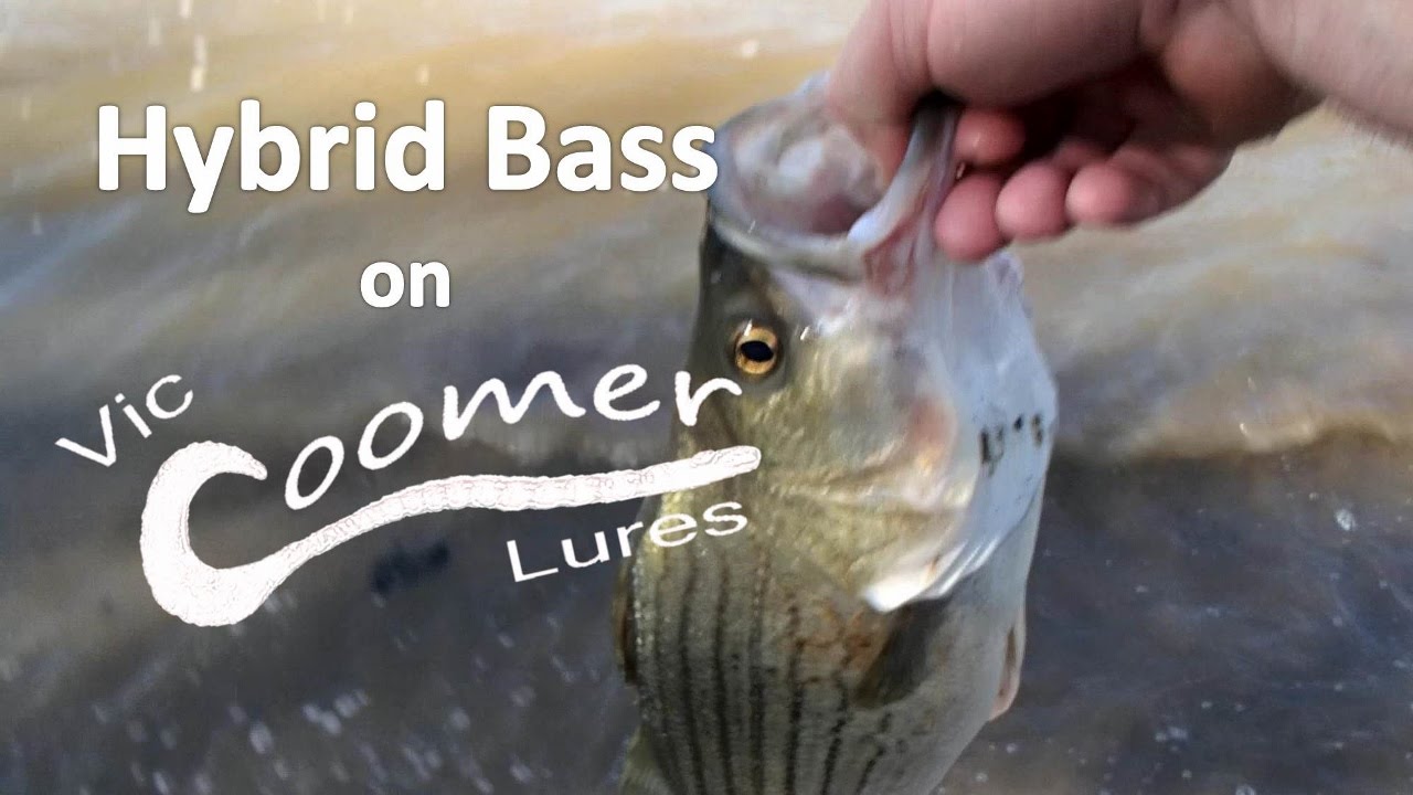 Hybrid Bass On Vic Coomer Lures - YouTube