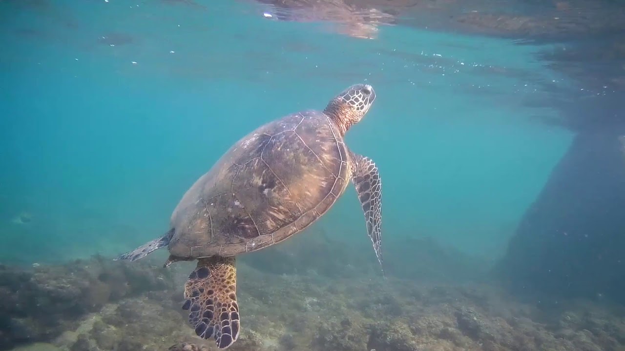 Turtle Party - YouTube