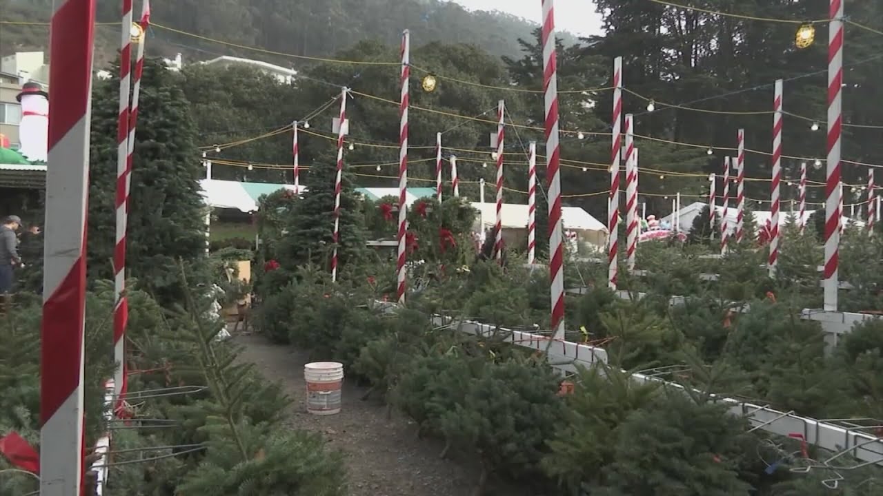 Christmas tree rush under way - YouTube