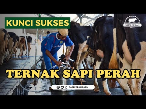 TRIK SUKSES BUDIDAYA TERNAK SAPI PERAH 2024 ‼️