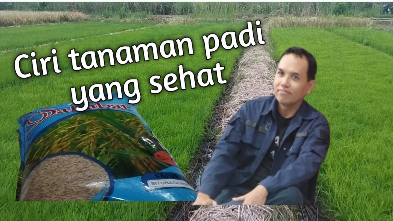 Ciri tanaman padi yang sehat // mudah dikenal /@heniwahyudi3138 - YouTube
