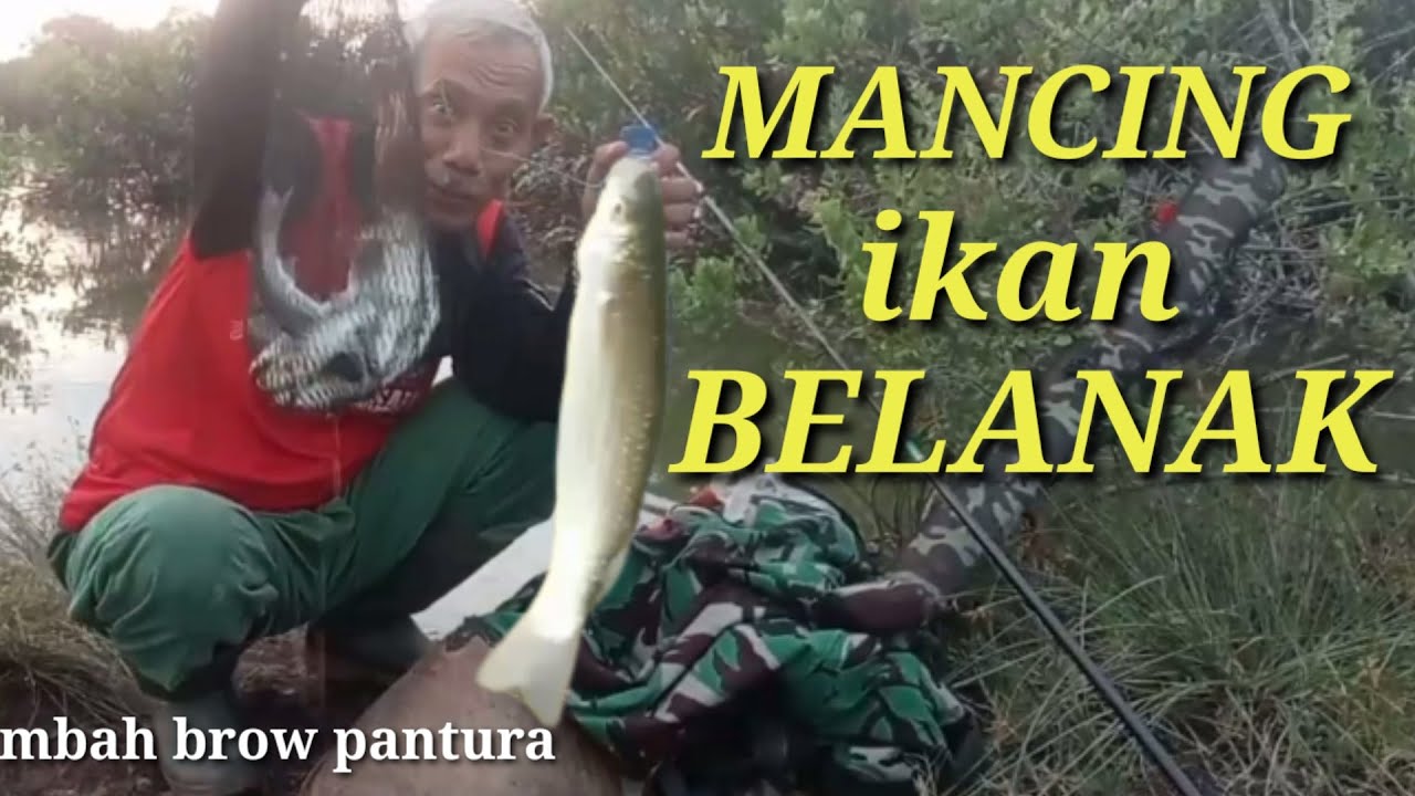 MANCING IKAN BELANAK @MBP FISHING CHANEL SPOT RAWA PENUH BELUKAR - YouTube