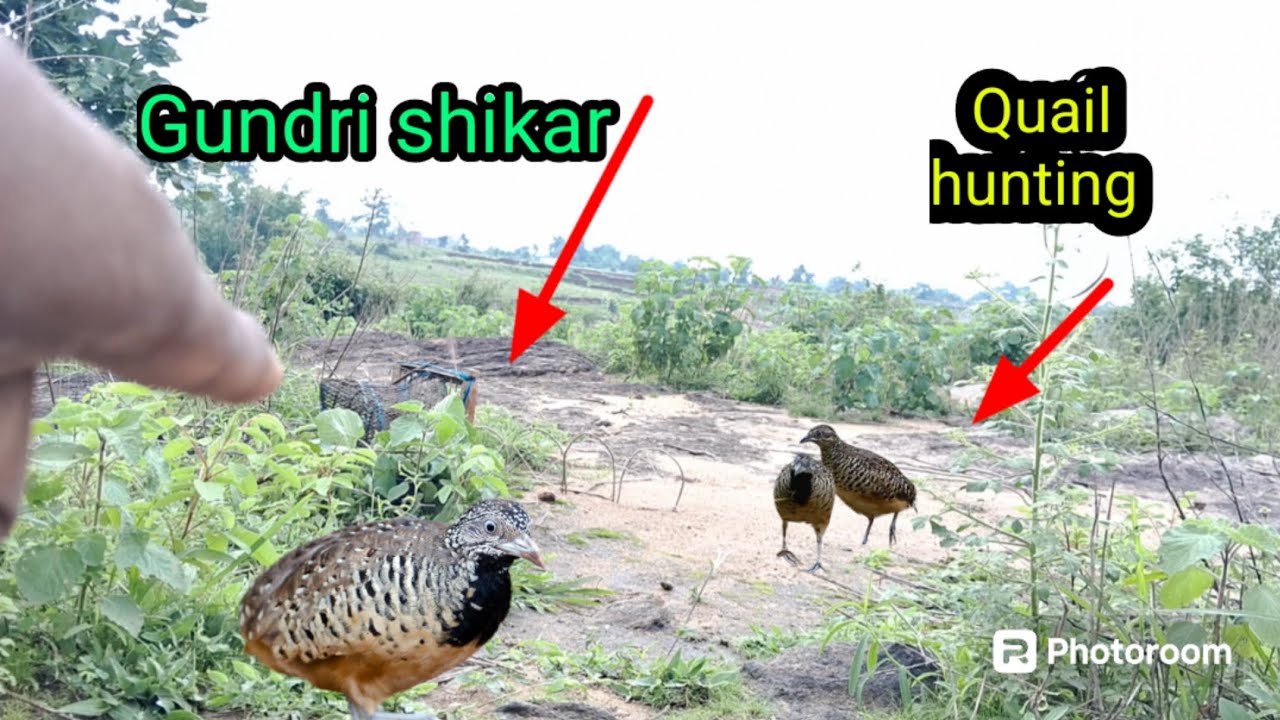 गुडंरी की शिकार वीडियो | Gundri shikar video jungle | quail shikar ...