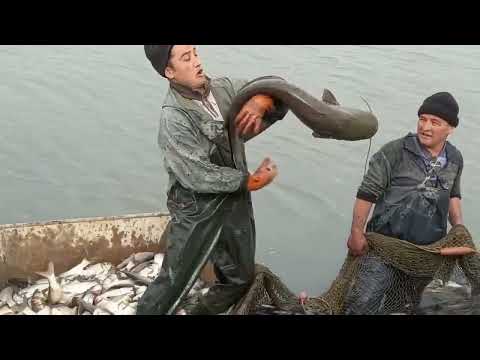 Laqqa baliq qochib ketdi! #baliqovi #fishing #baliq #sazanovi #carpfishing #ilonbaliq #laqqa #shorts