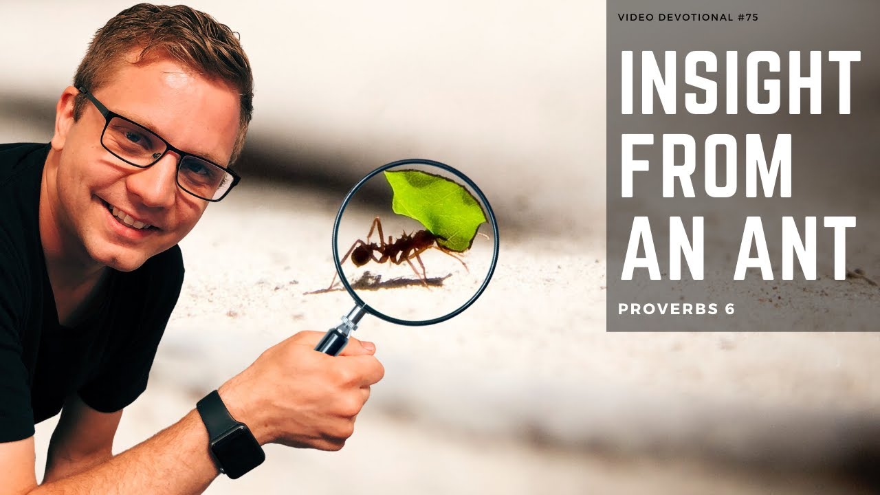 Insight From an Ant - Video Devotional #75 - YouTube