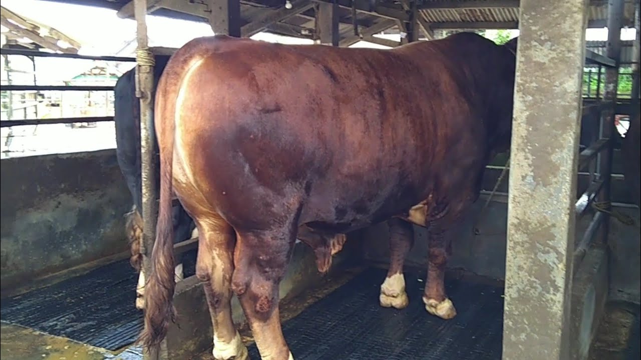 Proses pemberian hijauan sapi-sapi jumbo di kandang LEMBU SODO MANDIRI ...
