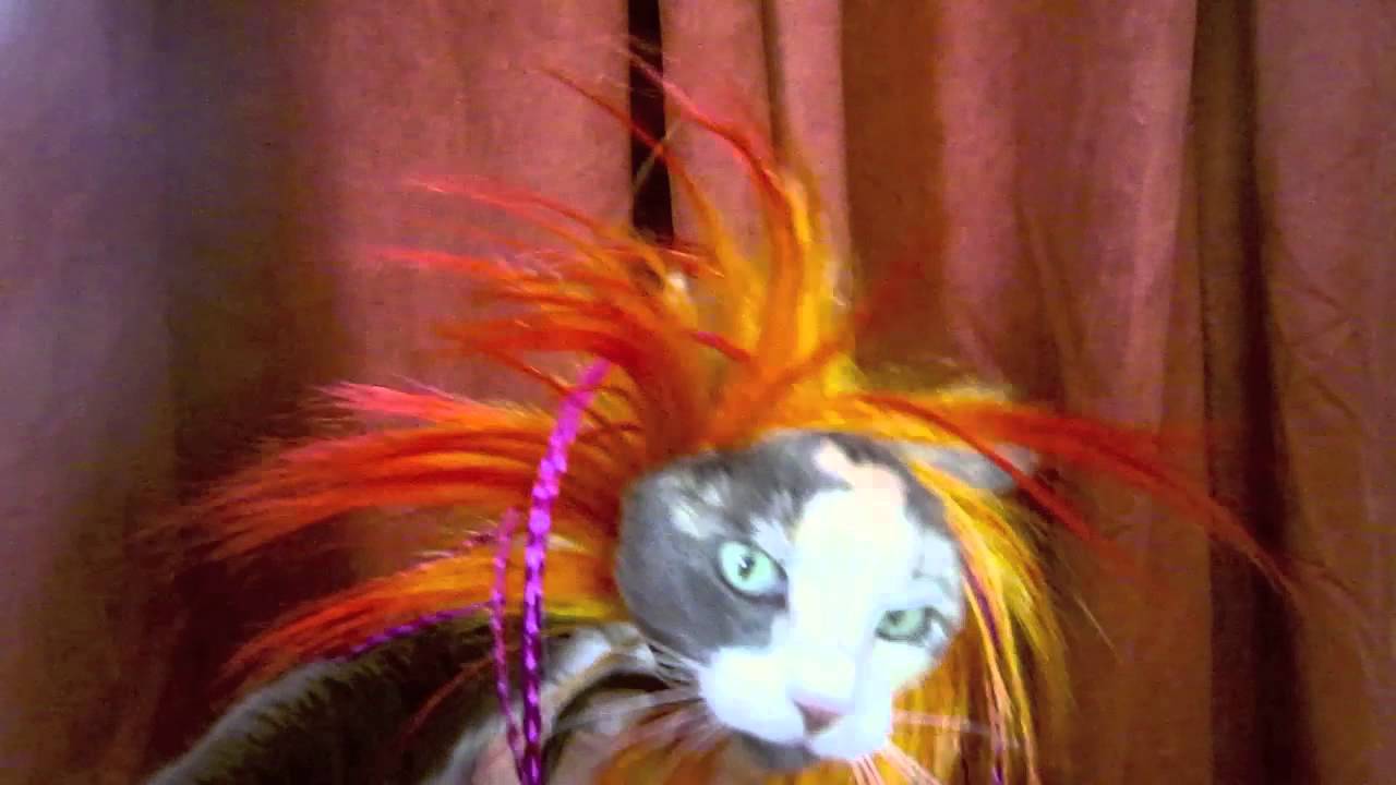 Salsa Dancing Cat - YouTube