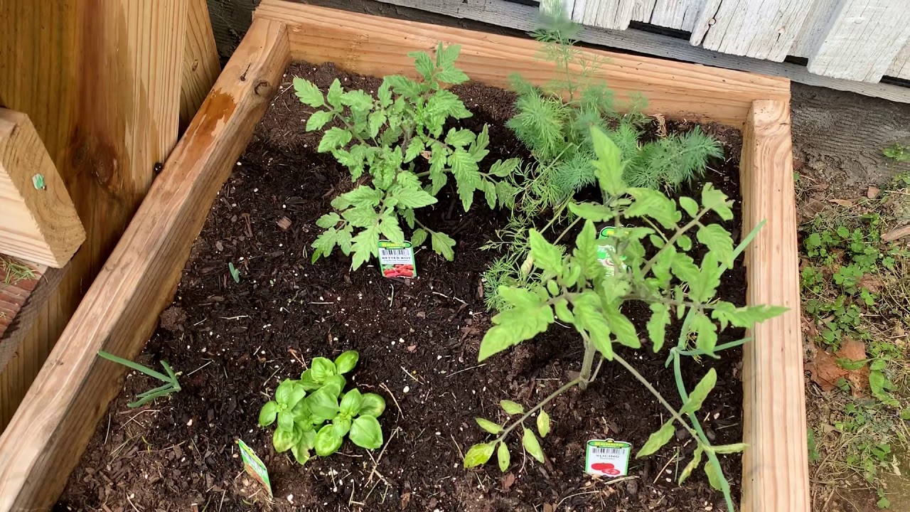 Frugal foods-grow your own. Container gardening, raised bed, tiered ...